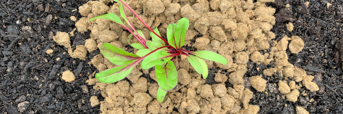 How To Use Wool Pellets – Cozy Crops