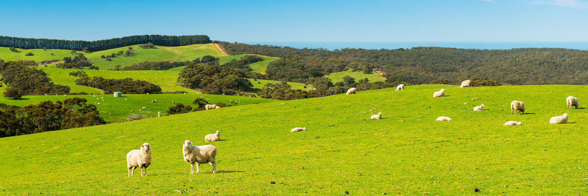 Our Story – Cozy Crops